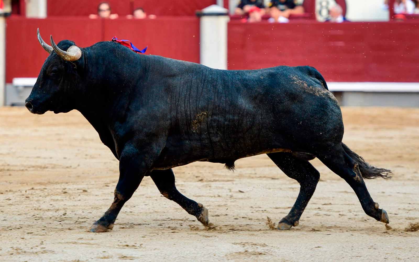 Las Ventas: Septiembre, mes del toro - Entradas Toros Madrid